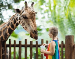 Learn about the zoo in Spanish - Free Spanish Zoo Worksheets! | Niños ...