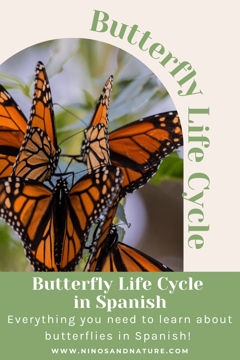 8 Fun Activities to Teach Kids About Butterflies in Spanish | Niños ...