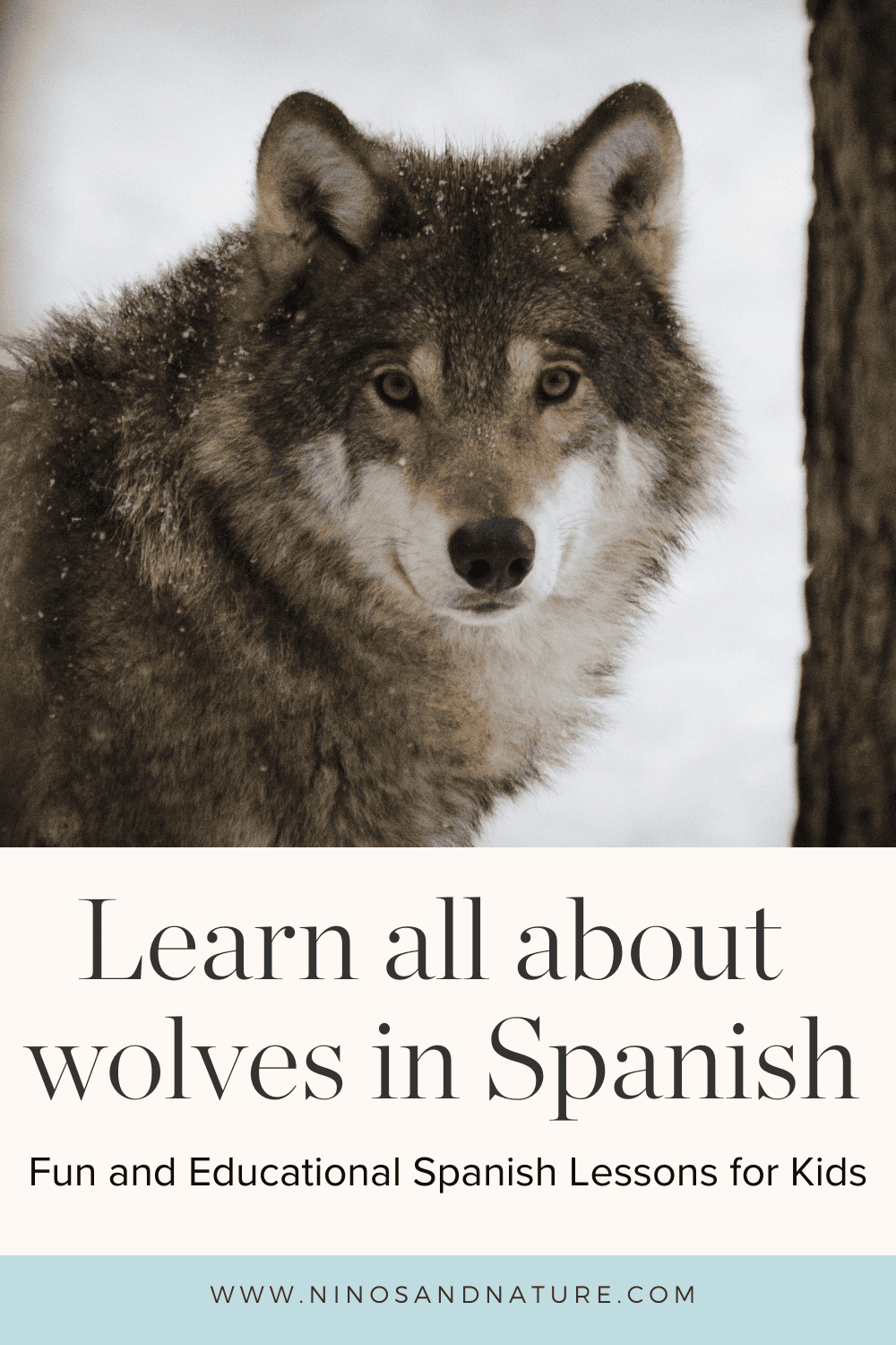All about Wolves in Spanish: Fun and Educational Spanish Lessons for Kids | Niños & Nature