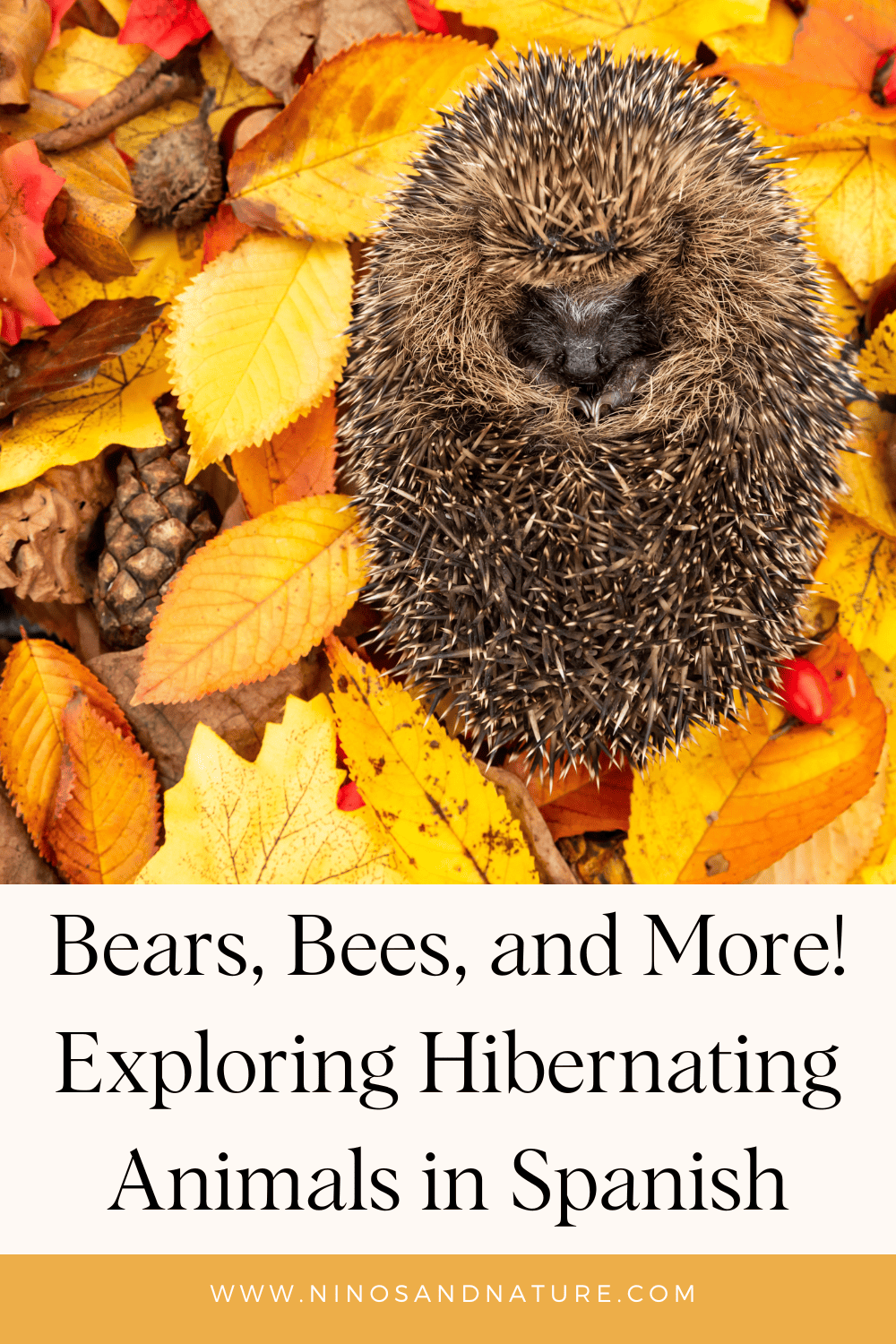 Bears, Bees, and More! Exploring Hibernating Animals in Spanish | Niños ...